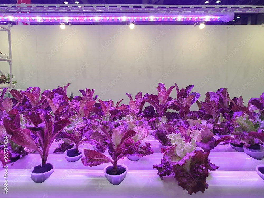 Special room equipped for growing plants in good conditions- perfect ...