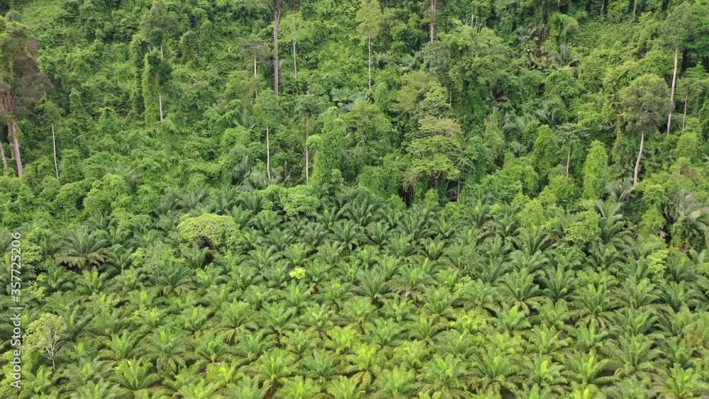 Aerial drone video of palm oil plantation and tropical rainforest ...