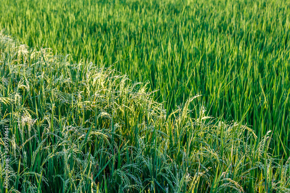 Rice field at two stages: ripe rice ready for harvesting and young ...