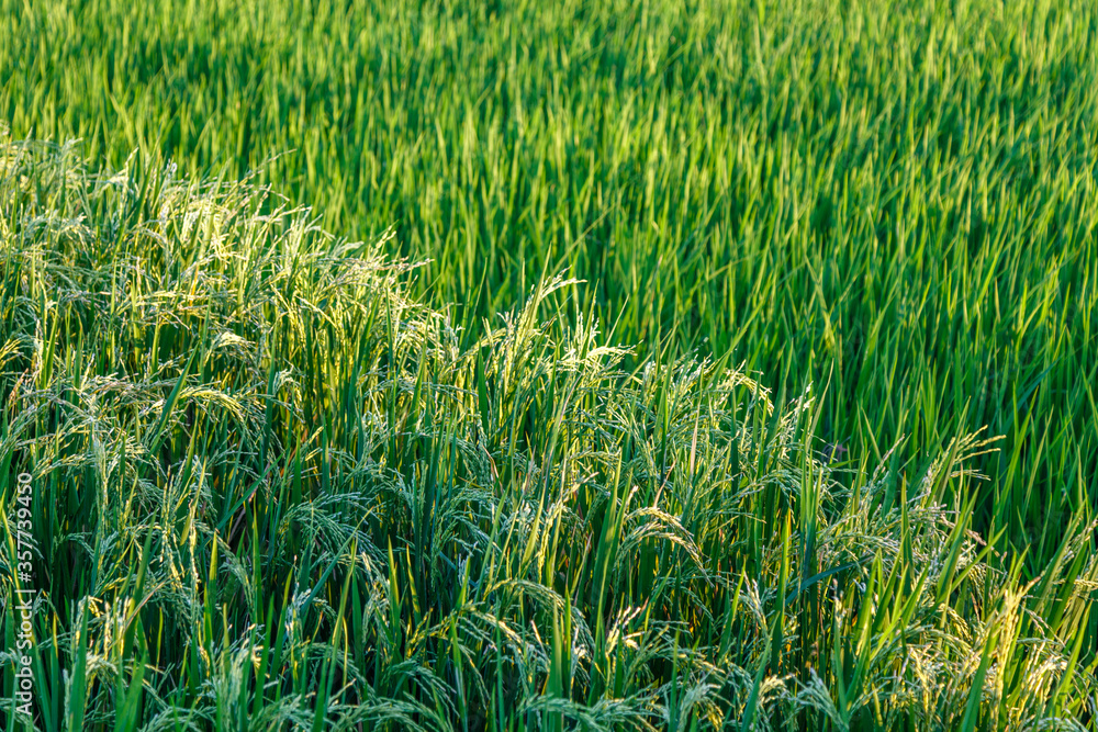 Rice field at two stages: ripe rice ready for harvesting and young ...