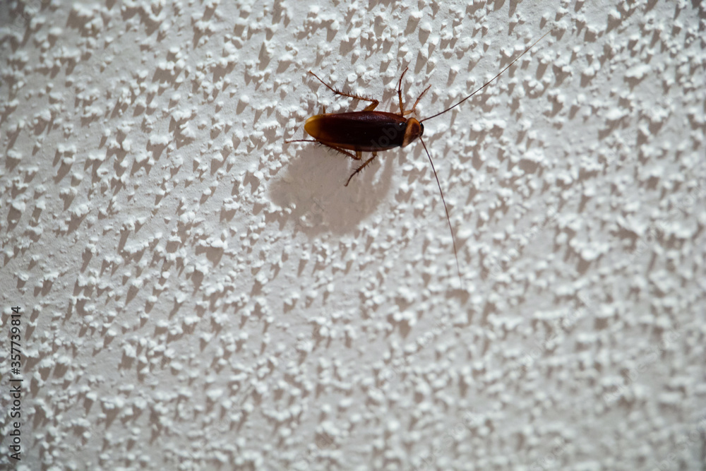 a very large brown cockroach walking across a white popcorn ceiling in ...