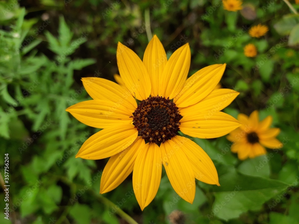 sunflower typically refer to the popular annual species Helianthus ...