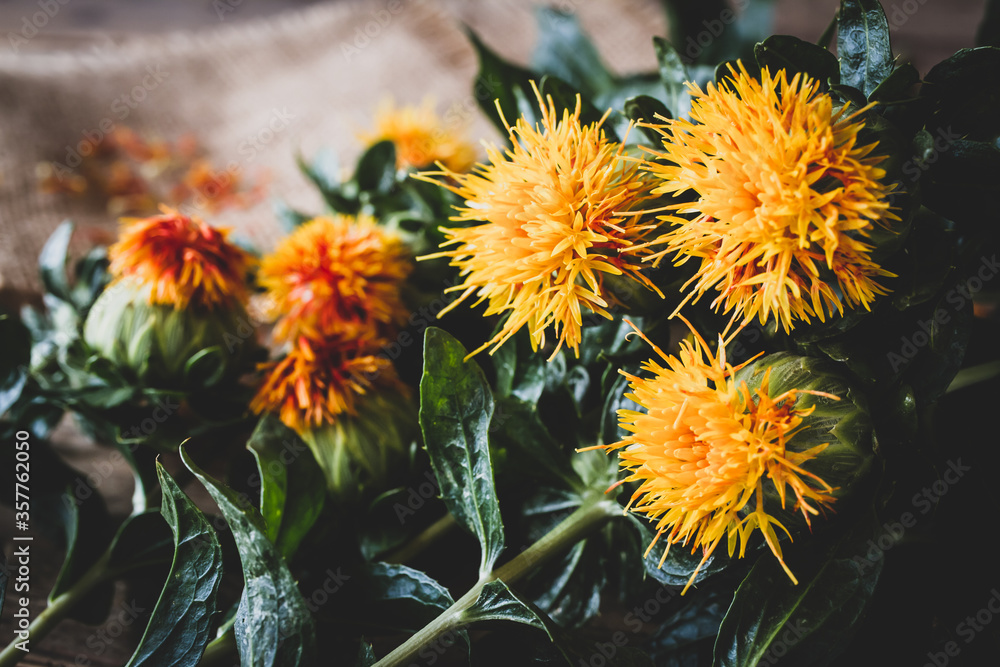 ベニバナ ナチュラルな花の素材写真 Stock Photo | Adobe Stock