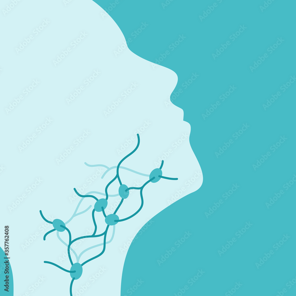 Lymphonodus - lymph nodes (gland) organs of lymphatic system and ...