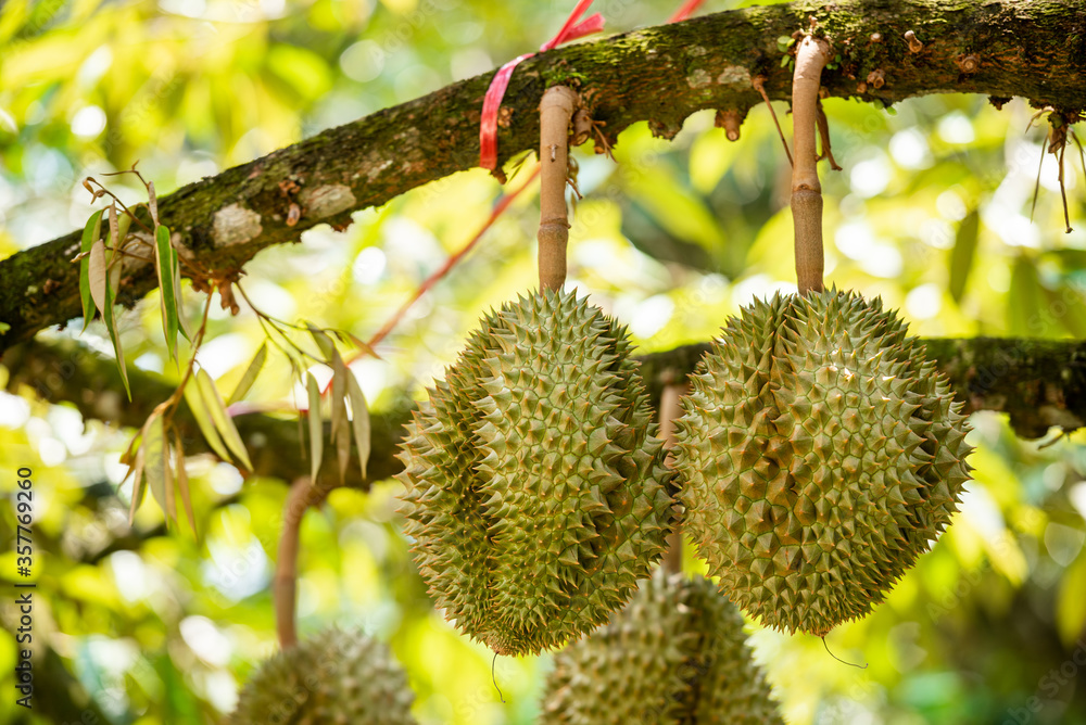 durians on the durian tree in organic durian orchard. Stock Photo ...