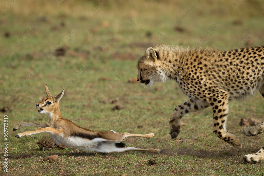 Cheetah Chasing