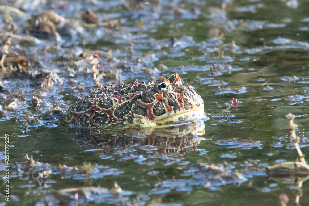 Closeup head of Argentine horned frog (Ceratophrys ornata), also known ...