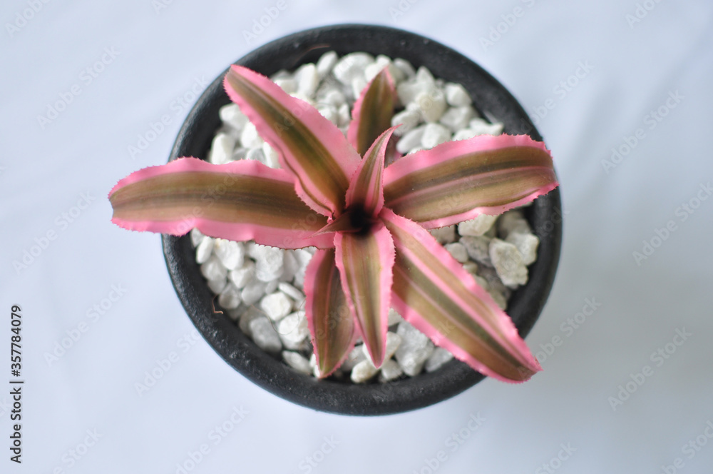 Cute Small Houseplant placed on top of Table. Isolated plant ...