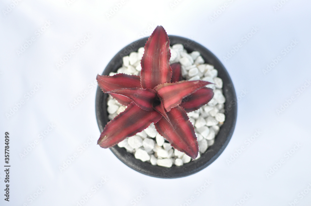 Cute Small Houseplant placed on top of Table. Isolated plant ...