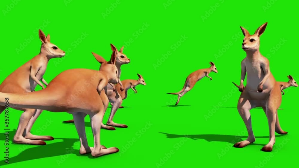 Group Kangaroo Green Screen Front 3D Rendering Animation vídeo do Stock ...