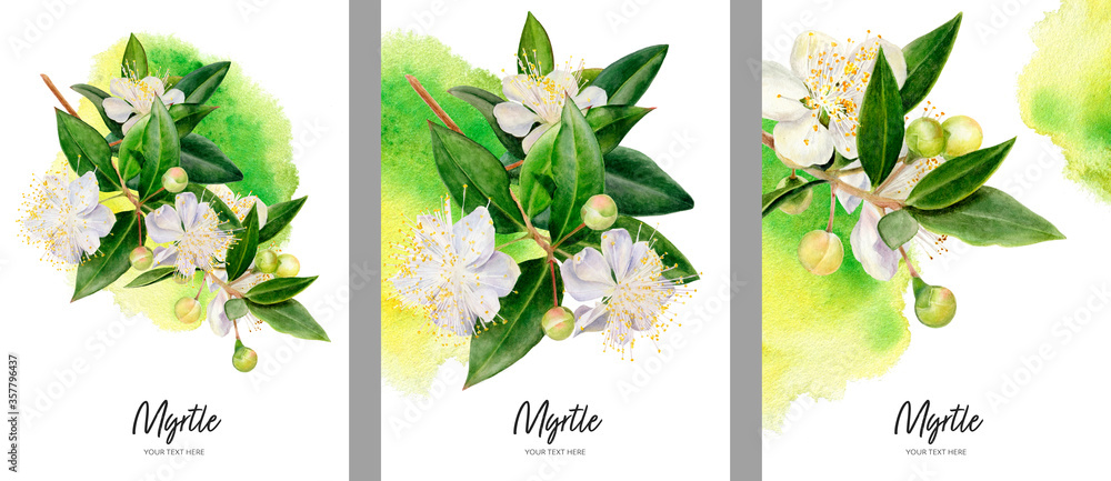 Set of card with myrtle flowers hand drawn watercolor illustration with ...