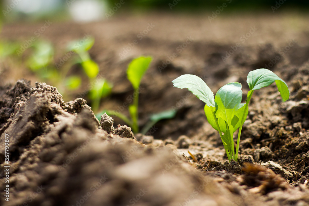 Cauliflower Seedlings