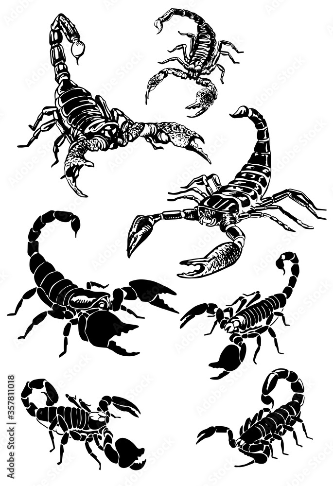 Graphical hand-drawn set of scorpions isolated on white background ...