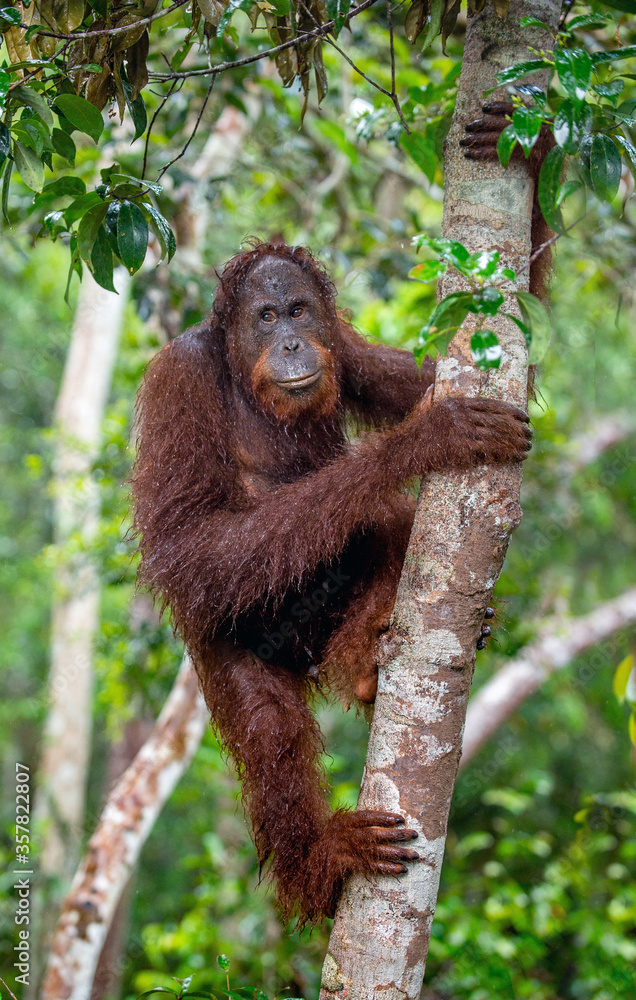 Bornean orangutan on the tree under rain in the wild nature. Central ...