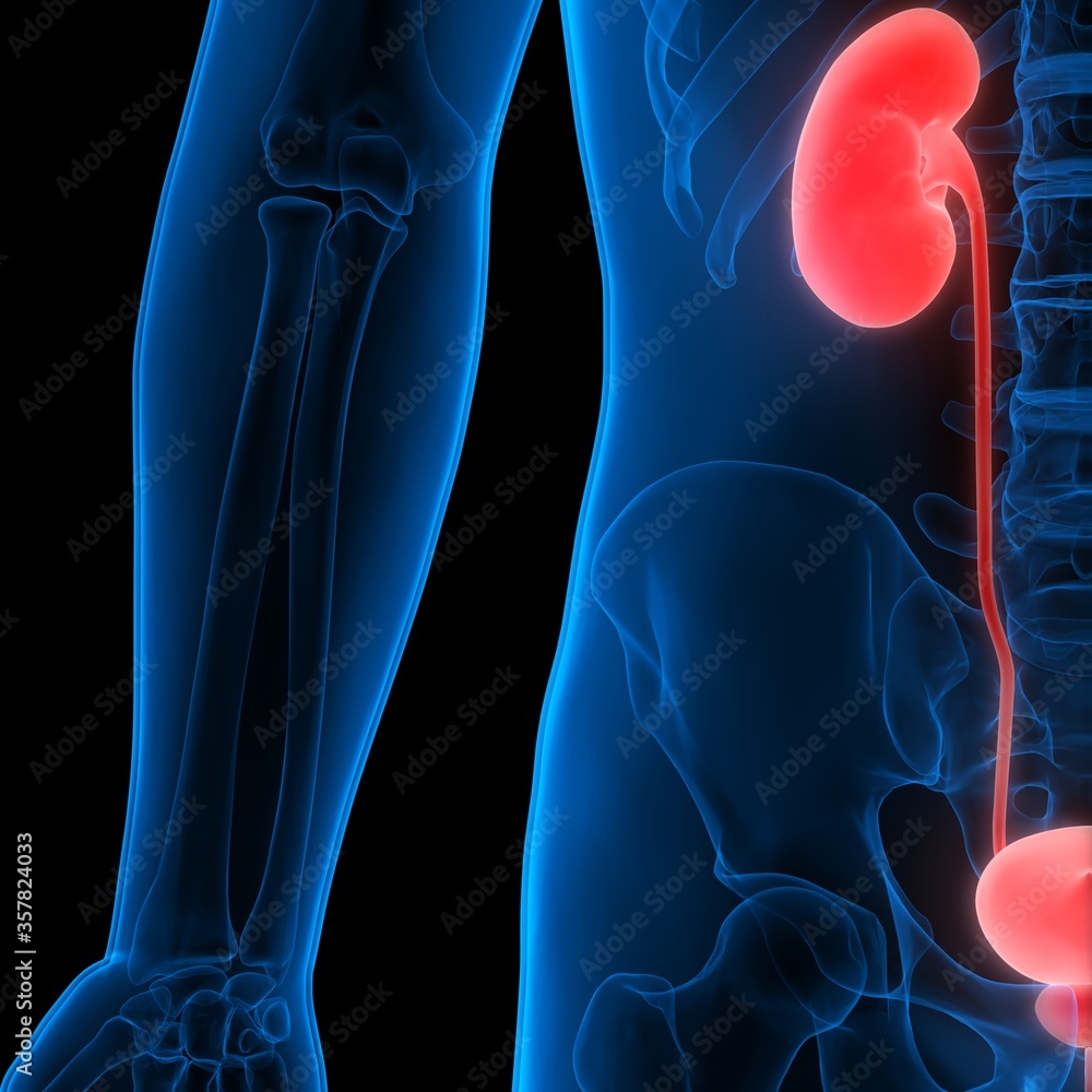 Human Urinary System Kidneys with Bladder Anatomy Stock Illustration ...