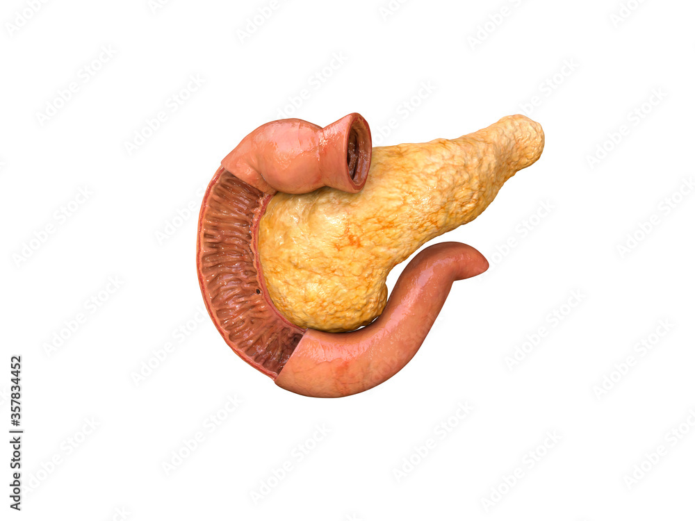 pancreas, human anatomy, on a white background, infographics, Medical ...
