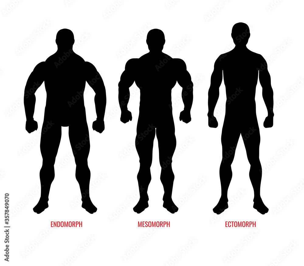 Vetor de Men body types diagram with three somatotypes vector do Stock ...