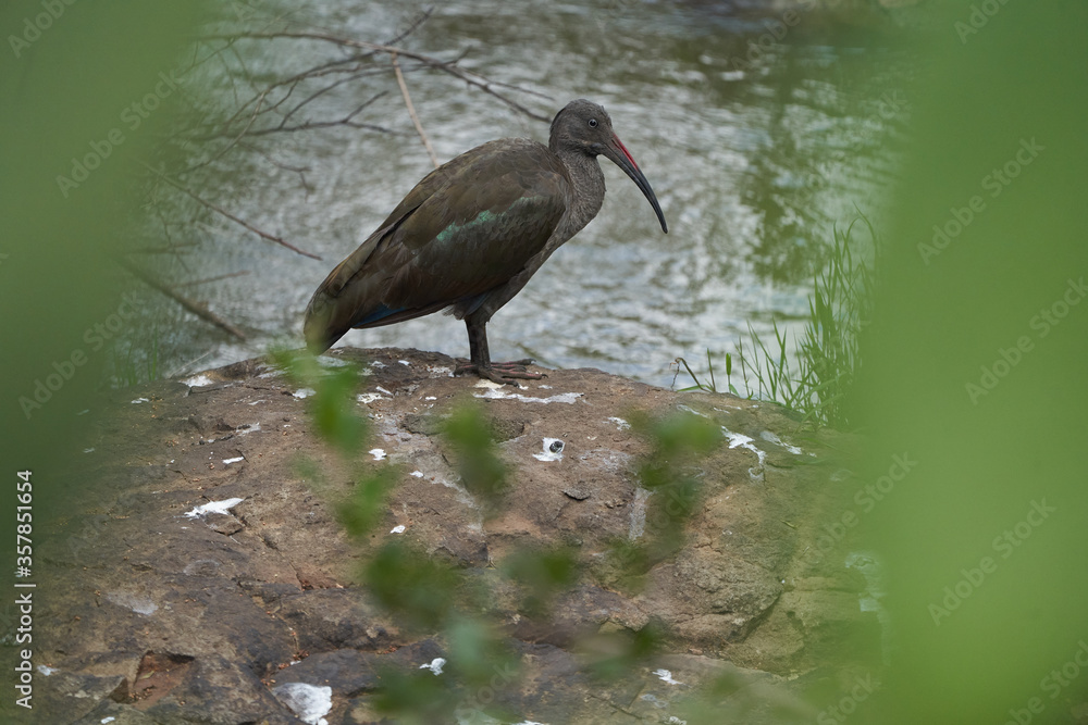 Hadeda ibis Bostrychia hagedash also called hadada Sub-Saharan Africa ...