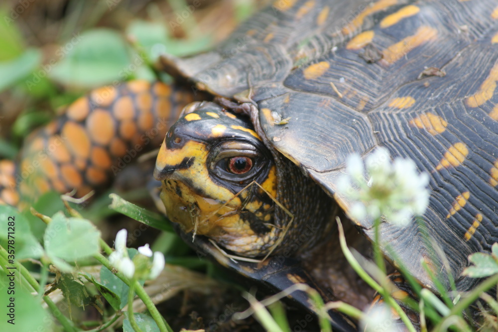 Eastern Box Turtle Face Stock Photo | Adobe Stock