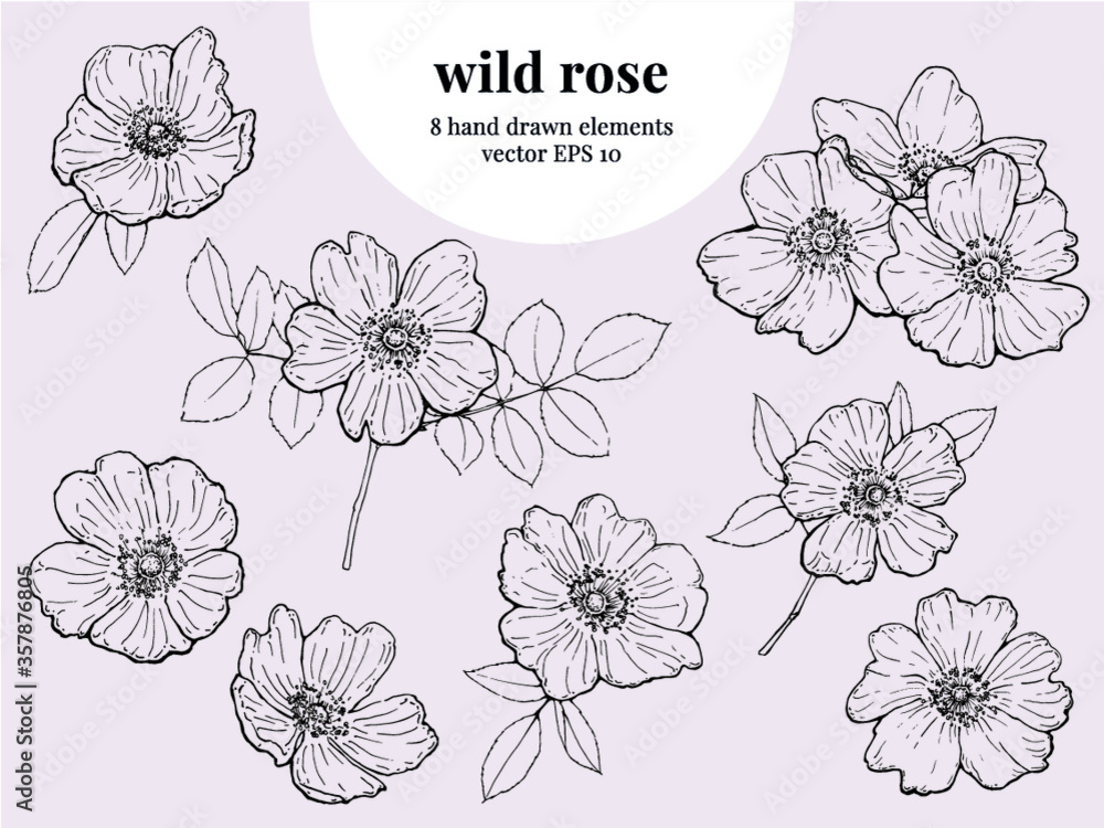 Wild rose hand drawn illustration, 8 elements, flower vector, outline ...