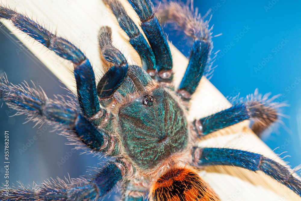 Spyder (Chromatopelma cyaneopubescens). True colors. Stock Photo ...