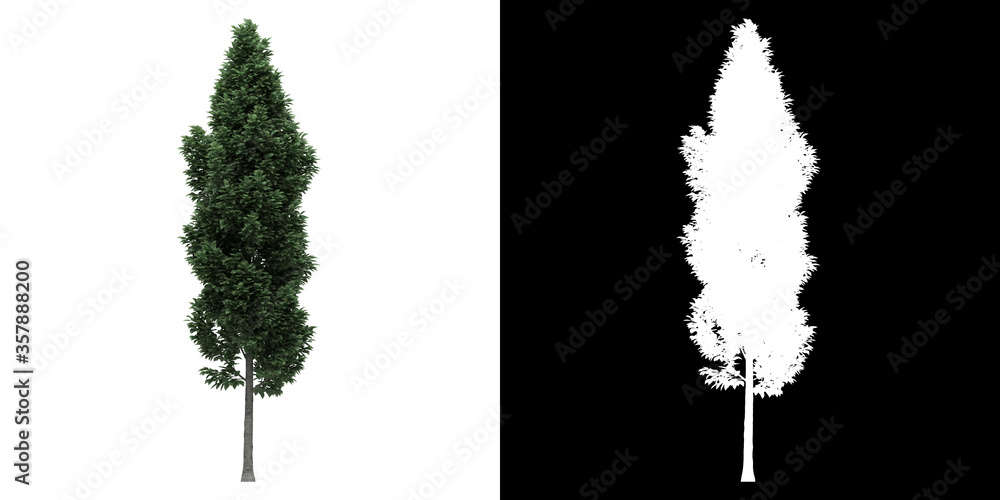 Front view of tree (Carpinus Betulus Frans Fontaine) png with alpha ...