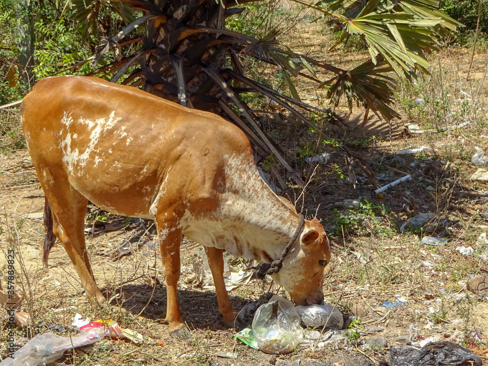 cow eating food from a plastic bag Stock Photo | Adobe Stock