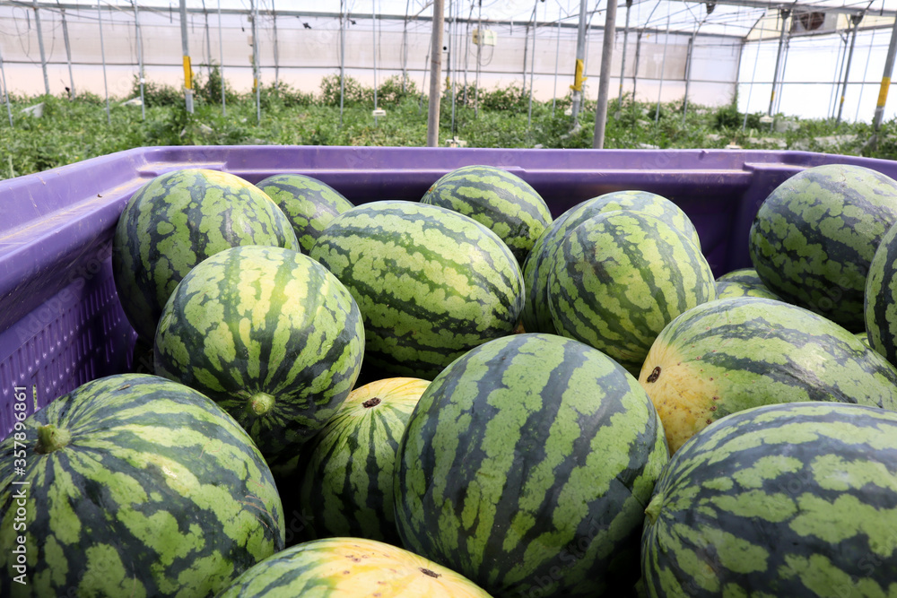 Contenedor de plástico lleno de sandías recién recolectadas en un ...