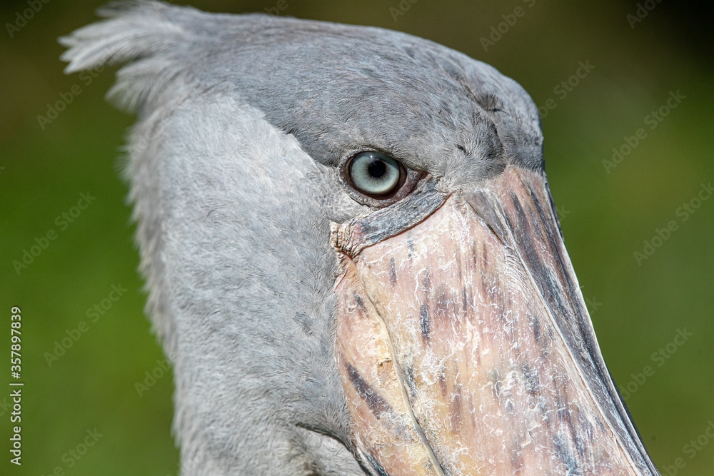 Shoebill stork in Uganda by Lake Victoria in East Africa. This is an ...