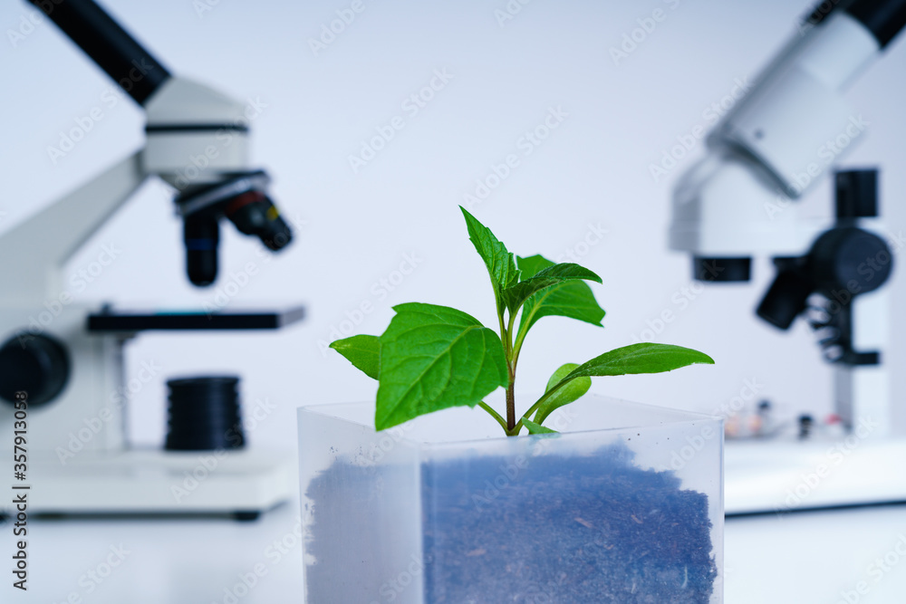 Genetically modified plant tested .Ecology laboratory exploring new ...