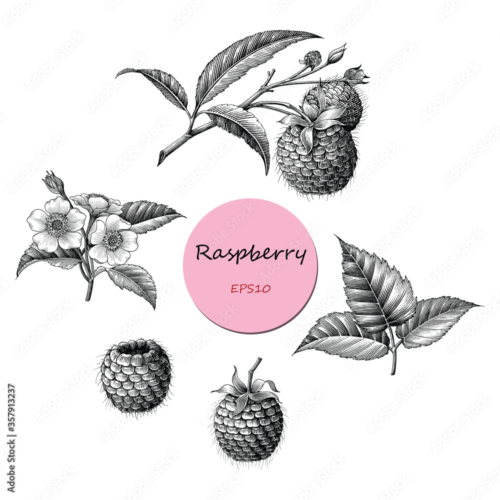 Raspberry fruit botanical collection hand draw vintage style black and ...