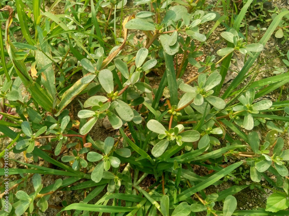 Portulaca oleracea (also called krokot, gelang biasa, Resereyan, common ...