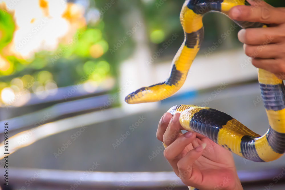 Banded Krait snake on a hand of the expert. The banded krait (Bungarus ...