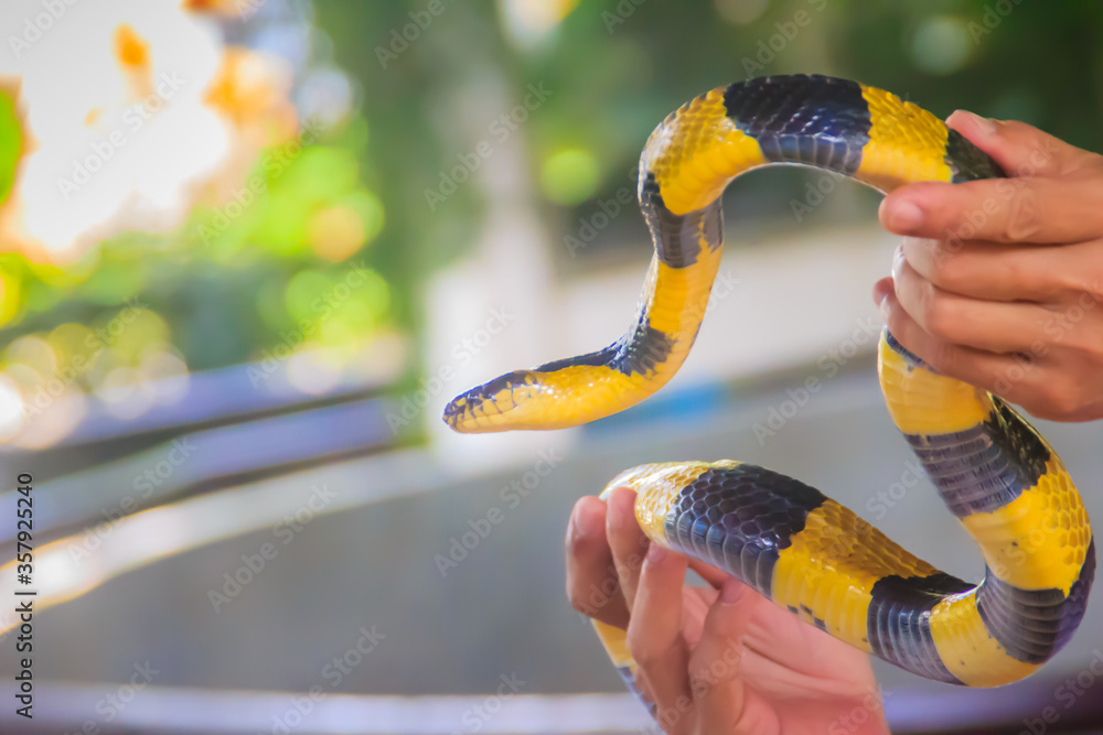 Banded Krait snake on a hand of the expert. The banded krait (Bungarus ...