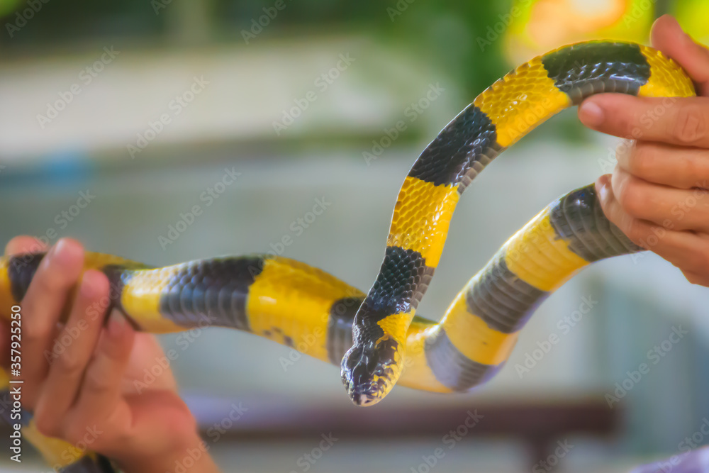 Banded Krait snake on a hand of the expert. The banded krait (Bungarus ...