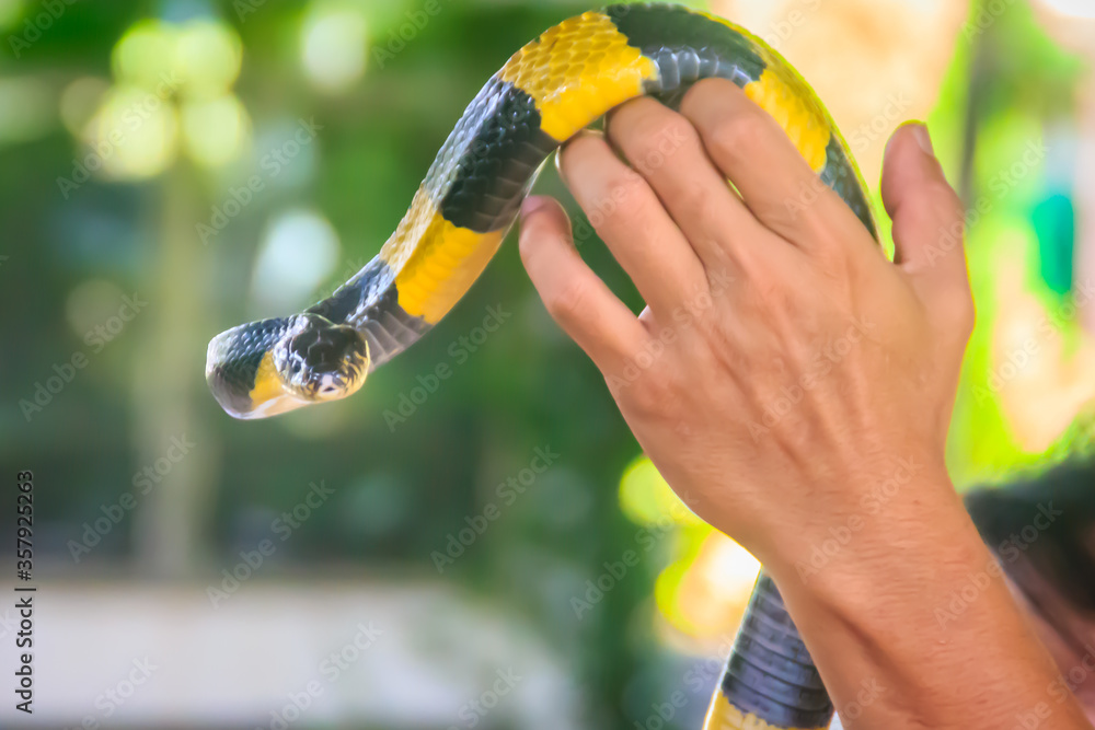 Banded Krait snake on a hand of the expert. The banded krait (Bungarus ...