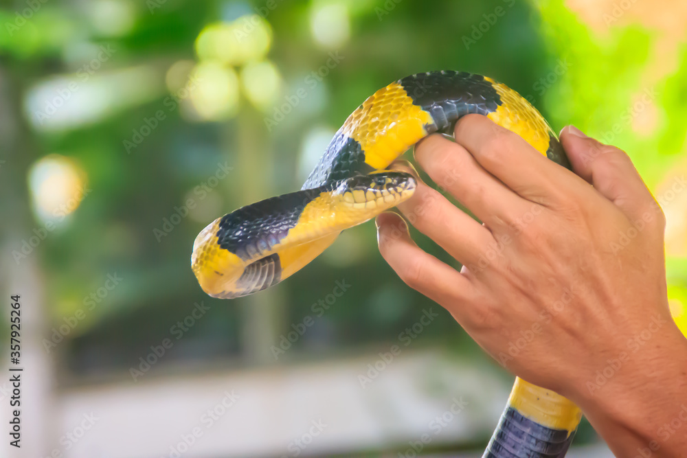 Banded Krait snake on a hand of the expert. The banded krait (Bungarus ...