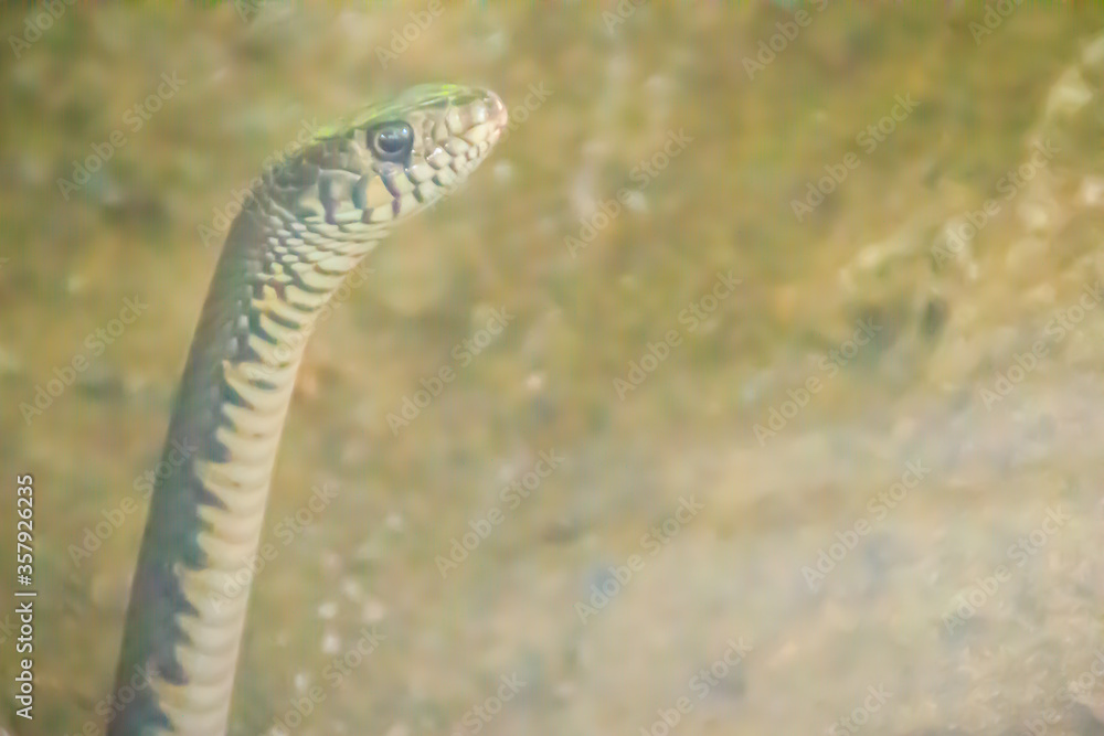Cute Banded rat snake (Ptyas mucosus), commonly called the Oriental rat ...