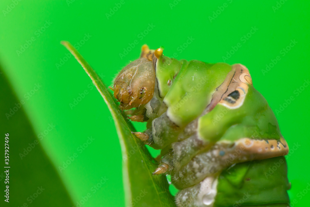 Dirty,blur and dusty Extreme close up of Green female Lime Swallowtail ...