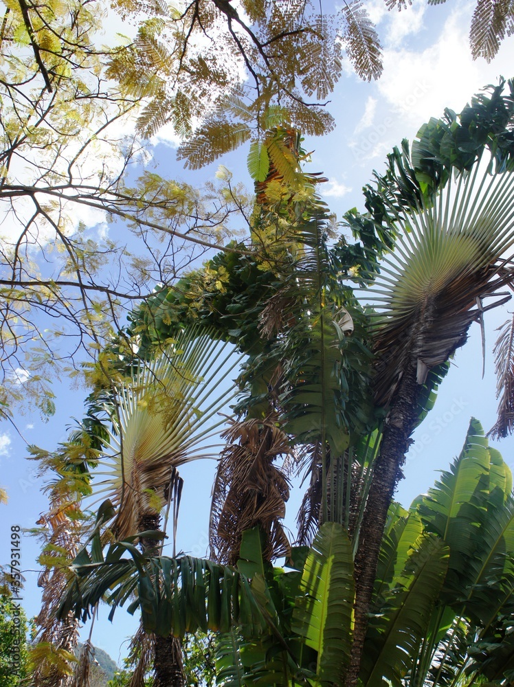 Ravenala. The plant received the name "tree of travelers" due to the ...