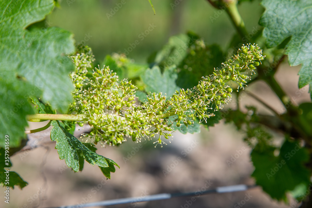 Fleur de vigne. Stock Photo | Adobe Stock