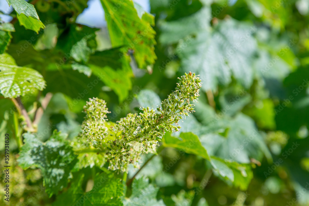 Fleur de vigne. Stock Photo | Adobe Stock