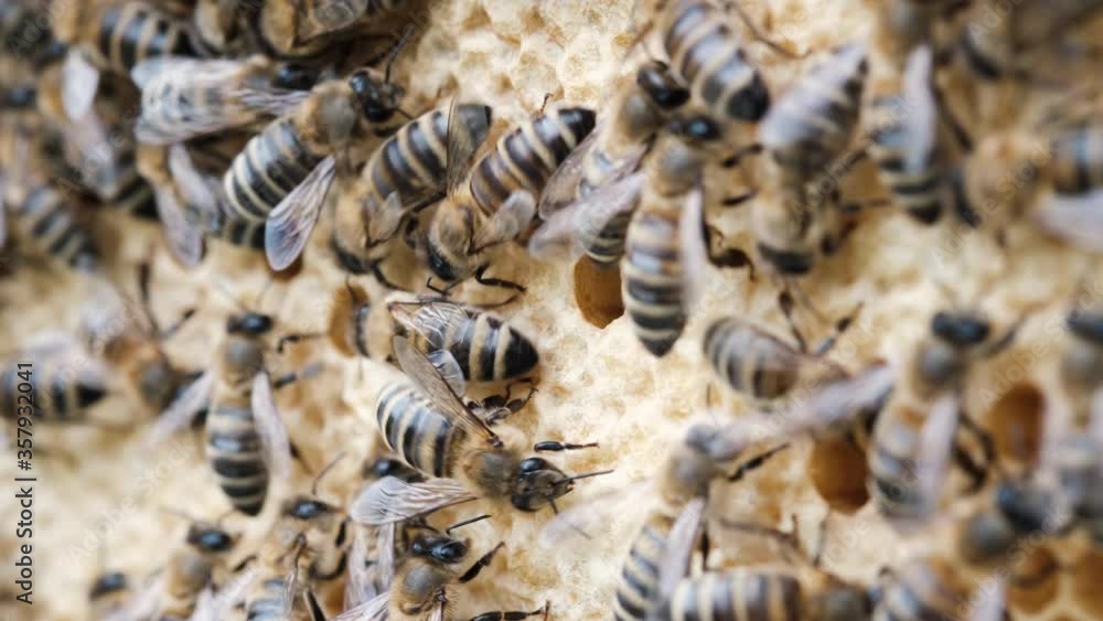 Honey Bee Brood. Brood care. The Birth of a Bee. Worker bee emerging ...