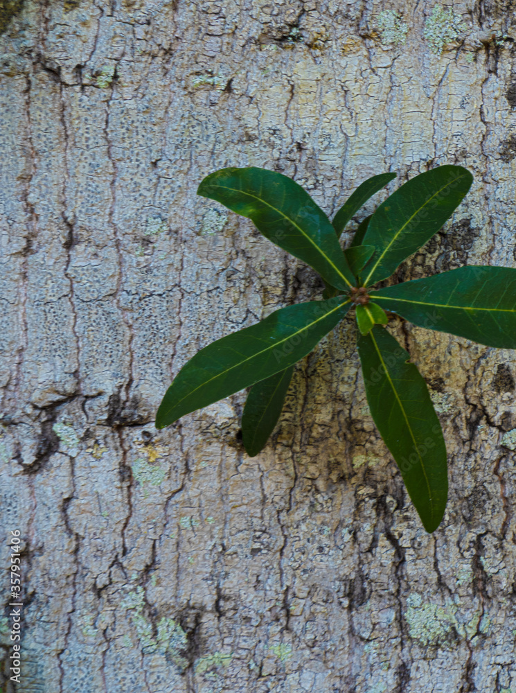 High Dynamic Range photo og a water Oak tree bark Stock Photo | Adobe Stock