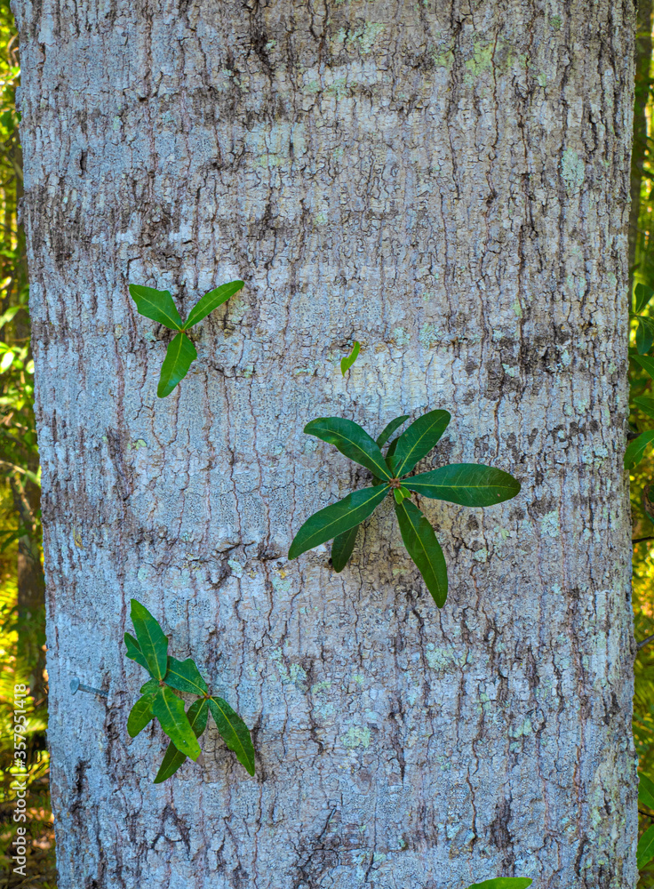 High Dynamic Range photo of a water Oak tree bark Stock Photo | Adobe Stock