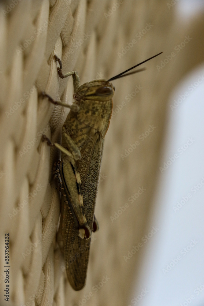 Close-up of an Egyptian grasshopper, Anacridium aegyptium. This ...