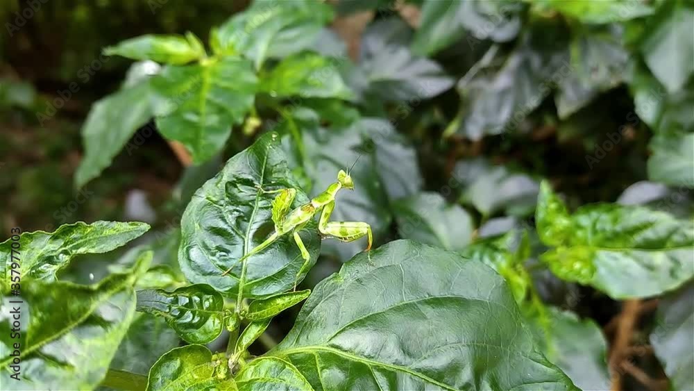 Flower mantises are those species of praying mantises that mimic ...