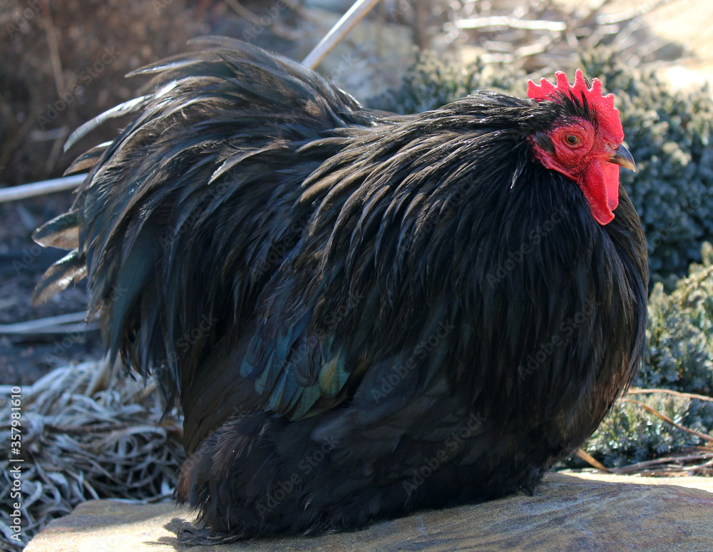 Black Cochins