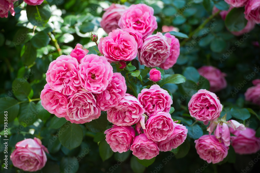 Beautiful bush of pink roses in a spring garden. Rose garden. Tea and ...