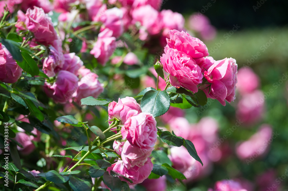 Beautiful bush of pink roses in a spring garden. Rose garden. Tea and ...